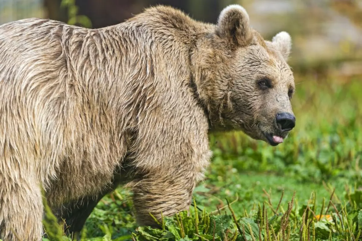 Orso in Altai Reserve ha annunciato bracconieri di guerra