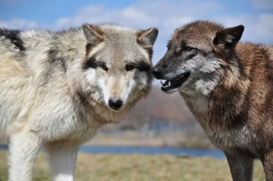늑대는 사람들과 개들의 행동을 분석하는 방법을 알고 있습니다.