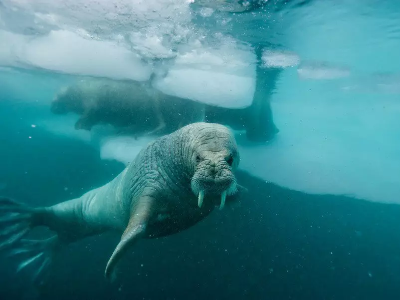 Walrusi ya Atlantiki: Giants ya Arctic.