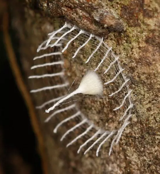 Spider of Amazonia mbangun "Turks" lan mbangun "pager"