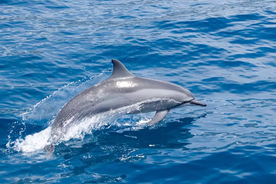 Halen hjelper delfinene raskt å svømme