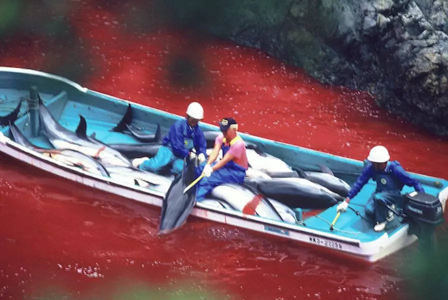 Japan rechtfertigt die Jagd nach Delfinen