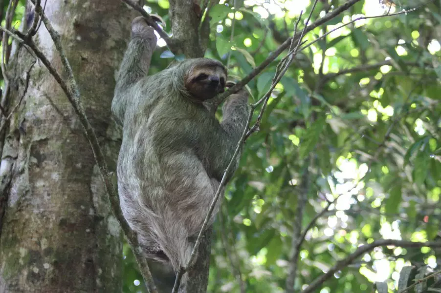 Et gouf bekannt firwat dräipall Sloths op d'Toilette op der Äerd goen