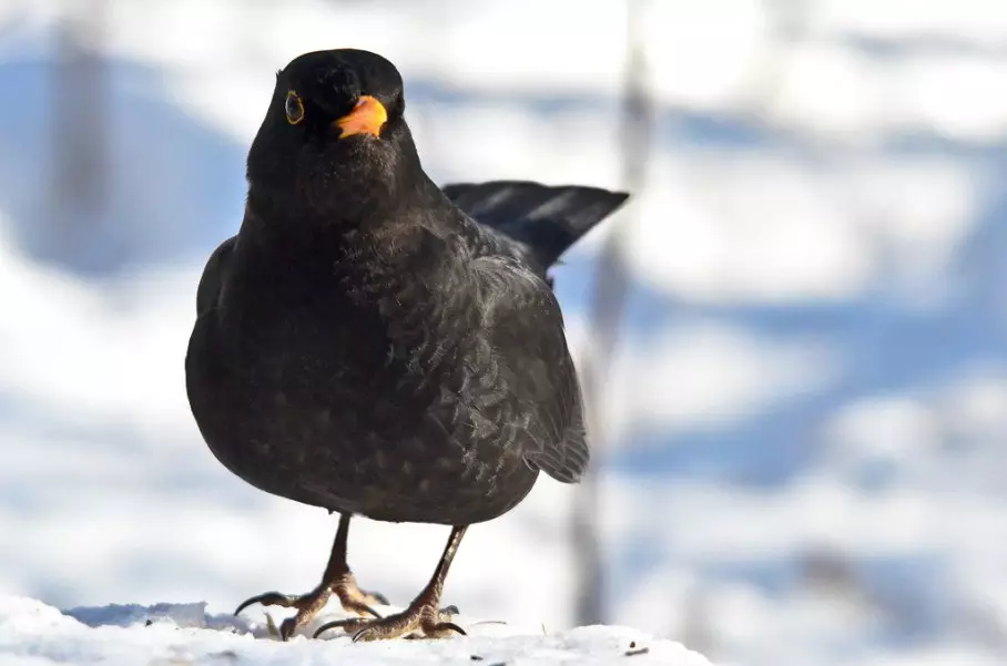 Drozd verschiebte Eier auf dem Weihnachtsbaum