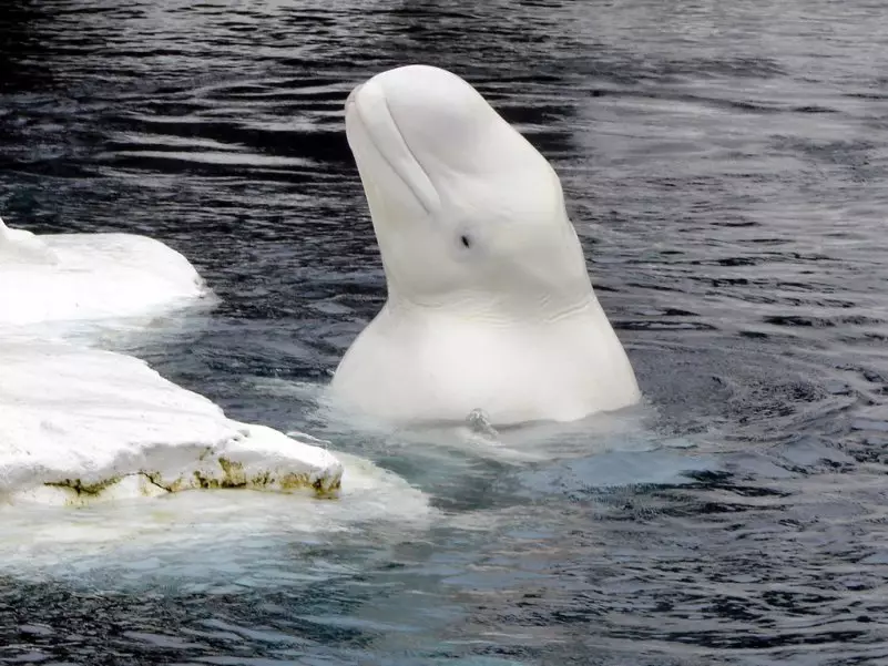 在白海中，生活不到三千千白鯨