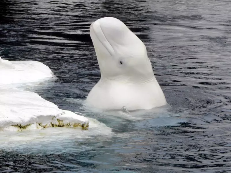 Dans la mer blanche vit moins de trois mille baleines blanches