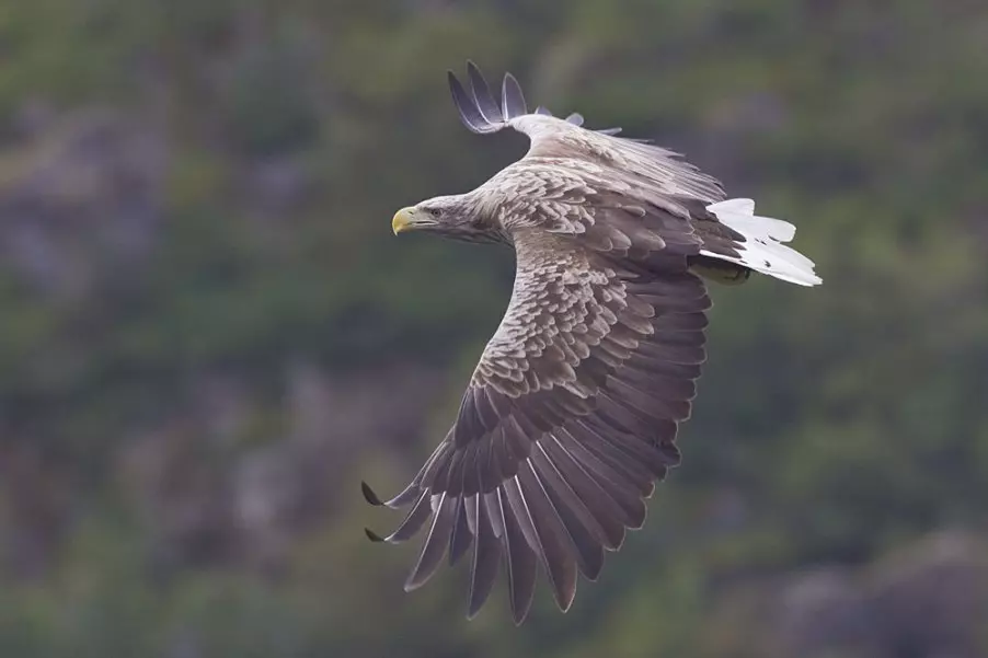 Volga je postao više Eagles-Belochvostov