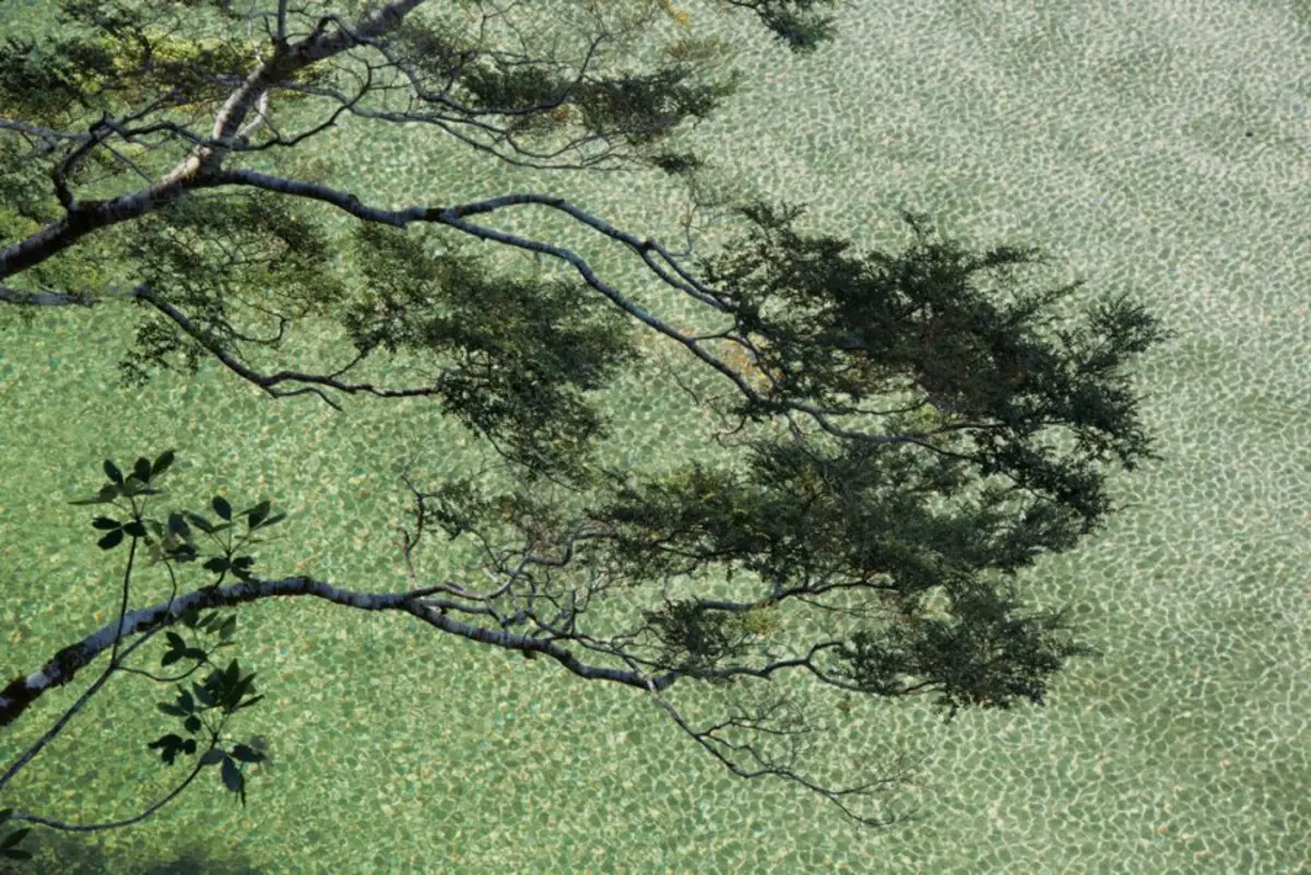 Nieuw-Zeeland: groene stenen aarde