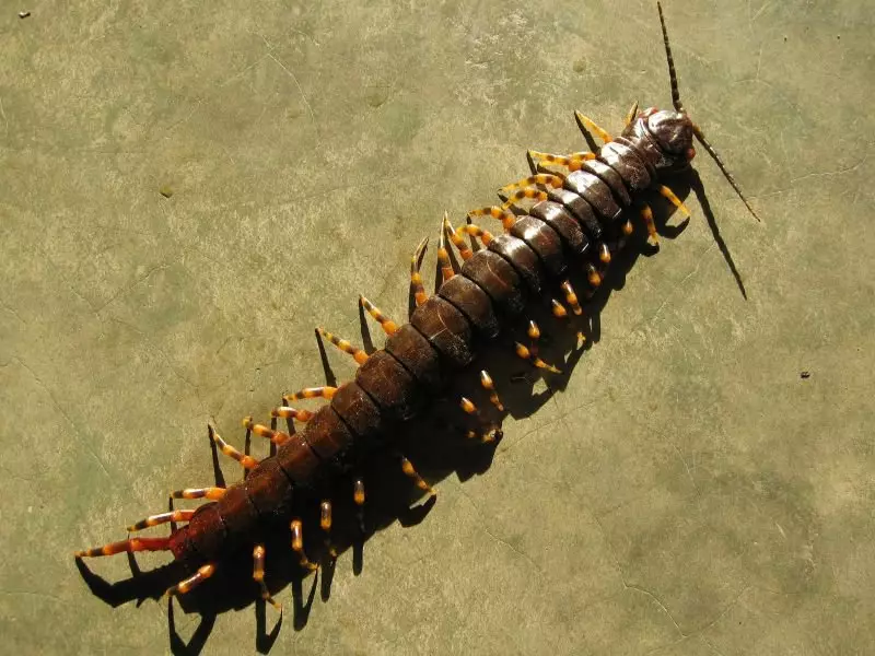 Giant Skolendra: Killer nga adunay makahilo nga "Claws"