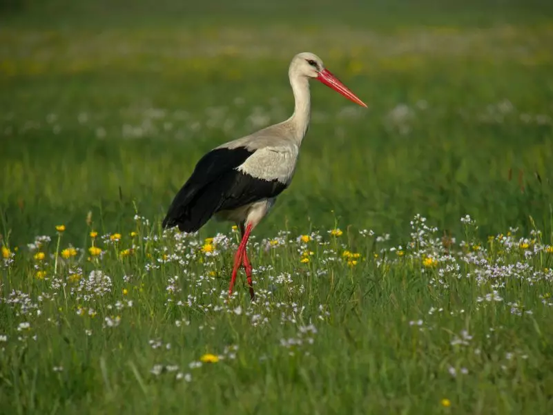 A commencé l'action à la réunion de printemps ainsi que des oiseaux migrateurs