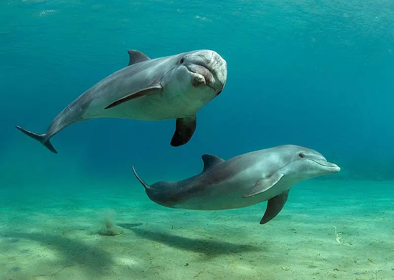 Makilahok sa paglalathala ng isang natatanging aklat tungkol sa mga dolphin