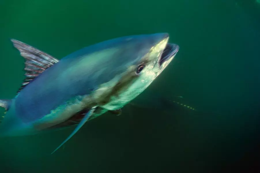 Tuna: სწრაფი ვერცხლი