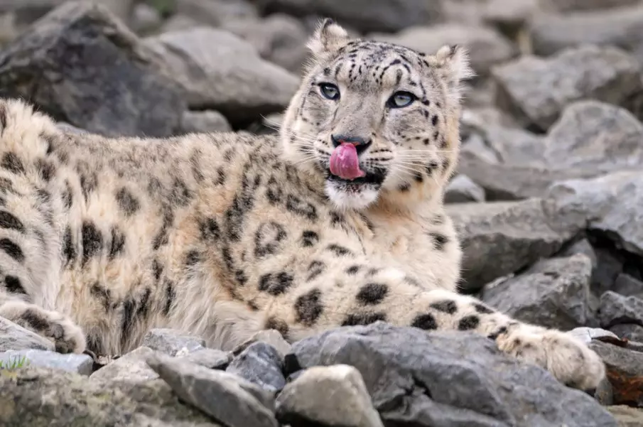 Ang populasyon sa Snow Leopardo sa Altai gipahiuli