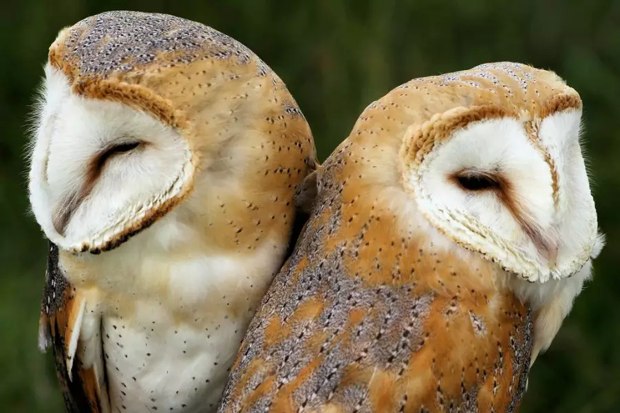 Owls zelo pogosto "vzreje"