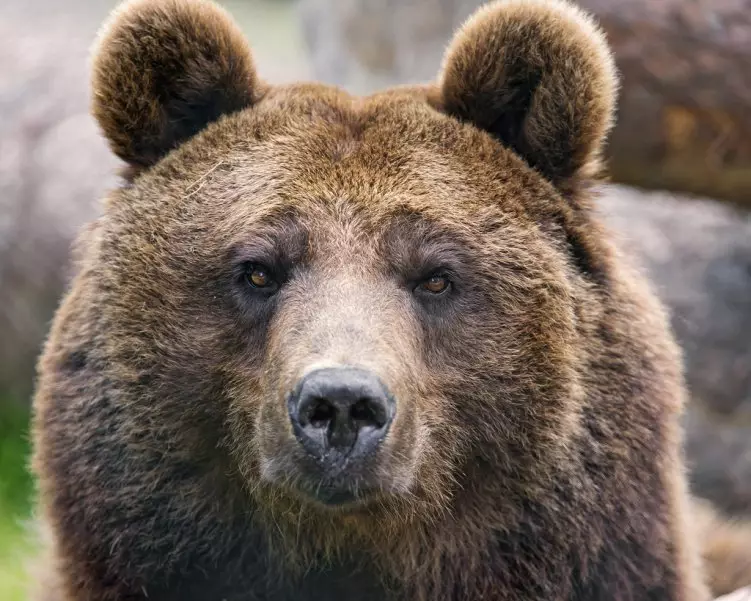 Bears ni Ugra pọ si lọ si awọn eniyan