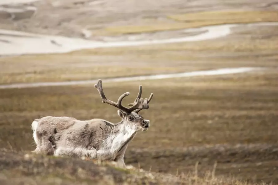 Spitsbergen'de çok daha fazla geyik haline geldi
