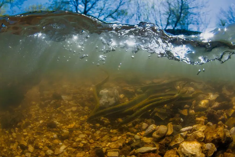 수레,하지만 물고기가 아닙니다! 만나기 : Midhog, 러시아 강의 놀라운 거주자