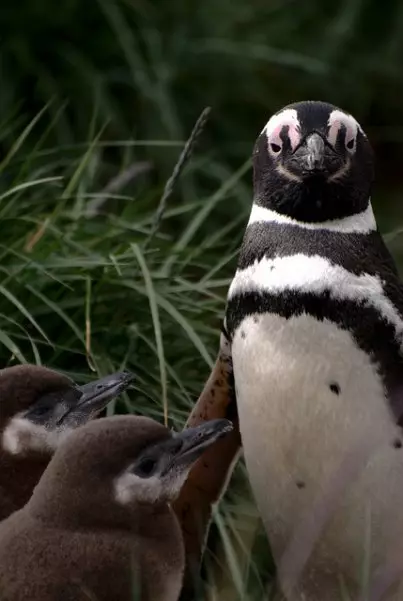 En Italia, aparecieron pingüinos de Magallanes.