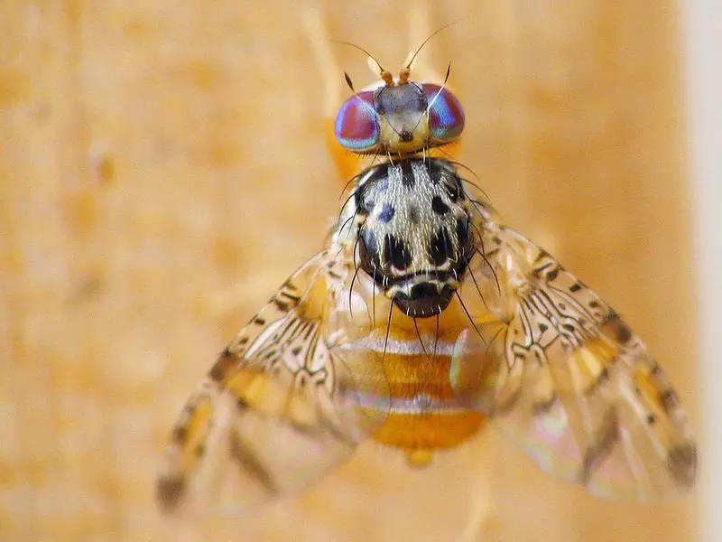 L'ingénierie génétique laissera les mouches à la nette sans progéniture