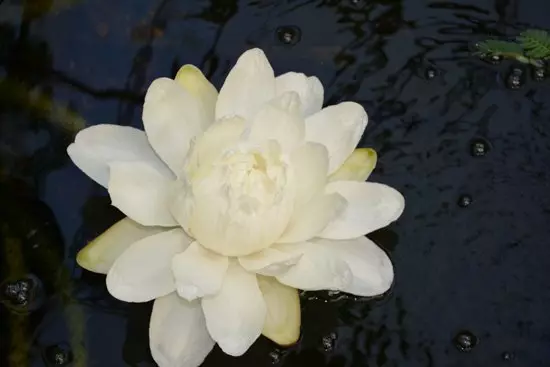 Giant makulay na daluyan ng tubig na namumulaklak sa Perm