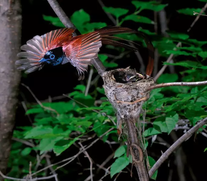 Manuk surga - kageulisan Rusia