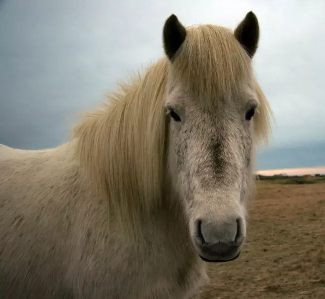 BREED ICELANDIC tunggal