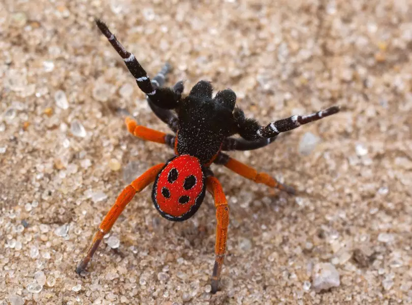 Spider - Ladybug.