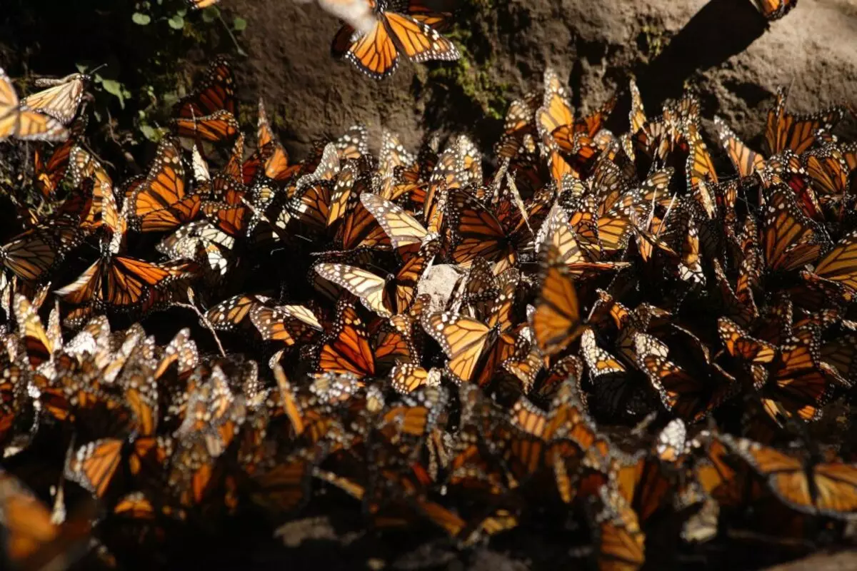 Antallet af monark sommerfugle kan stige