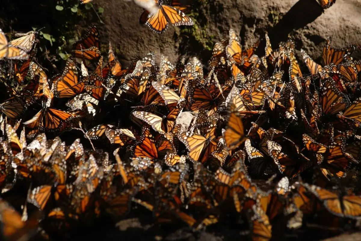 Umubare wa Genifleard Monarch urashobora kwiyongera