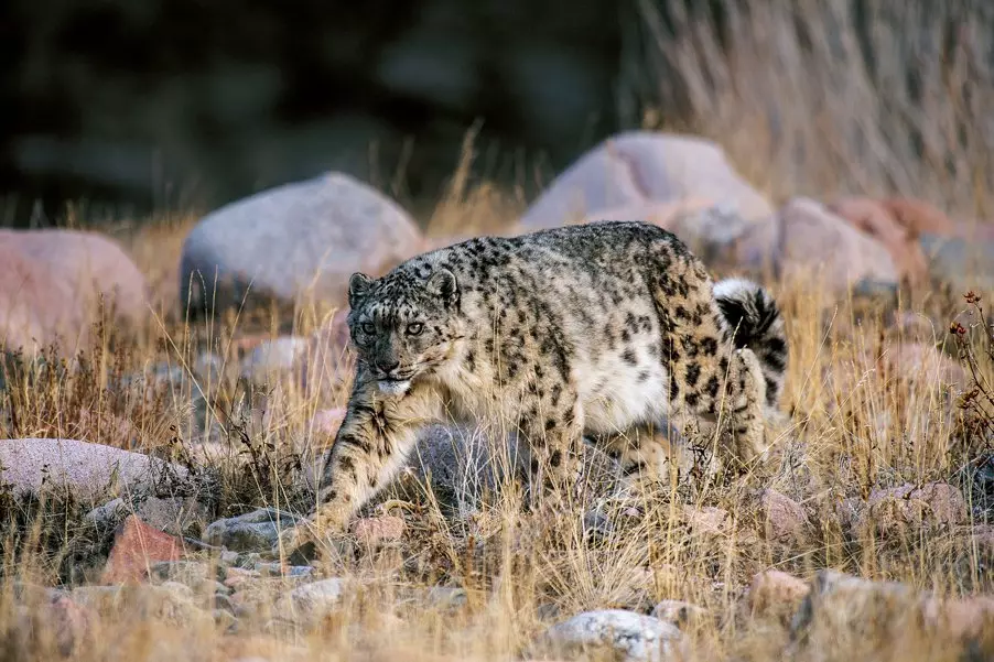 Snow Leopard: labari na tsaunuka