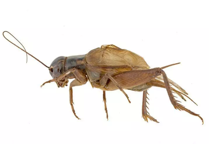 Tavse crickets.