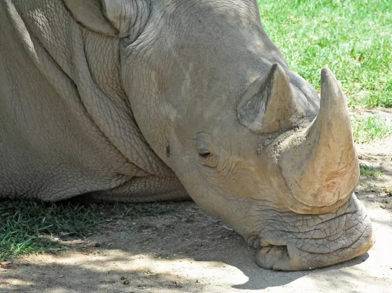 Nëmmen sechs nërdlech wäiss Rhinos ass op der Äerd bliwwen