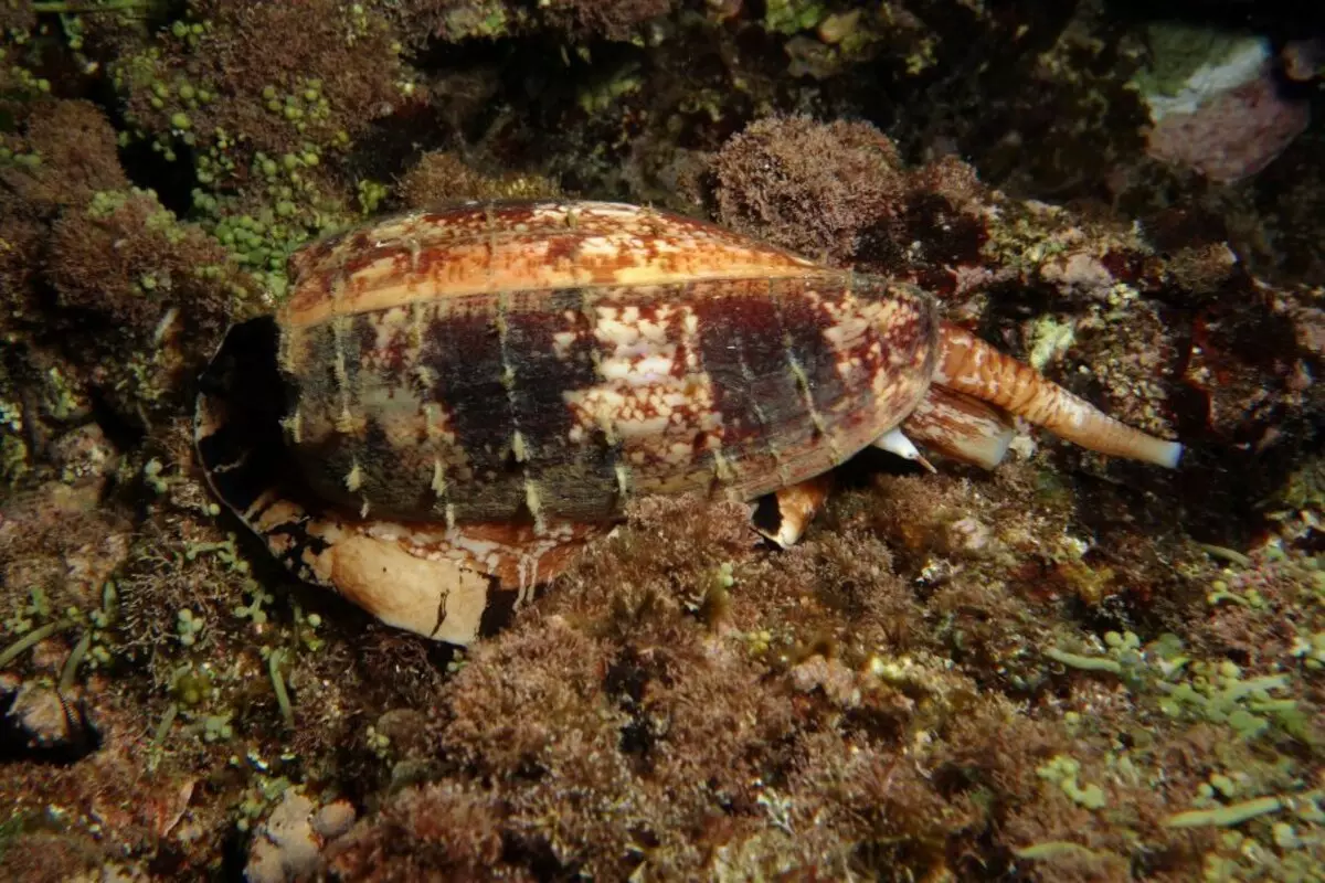 Snahotná zbraň Snails.