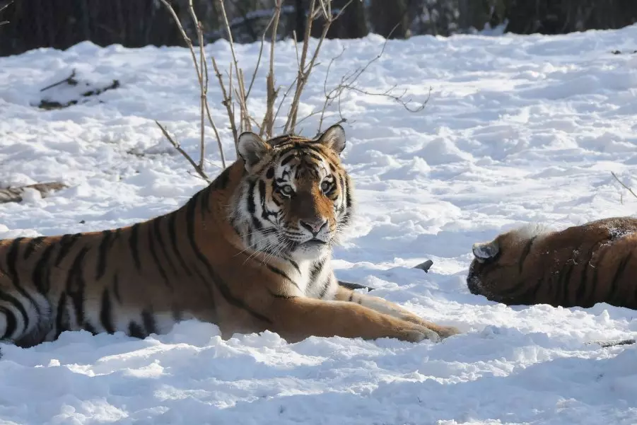 Лути на тигрирно