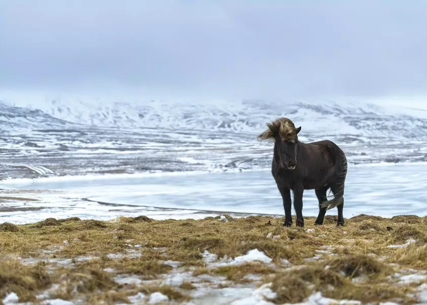 アイスランドの馬