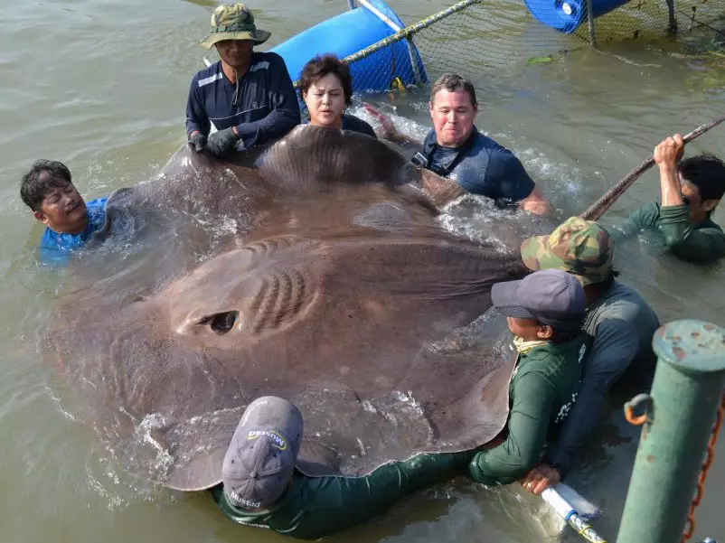 世界の粗い淡水魚は岩だった