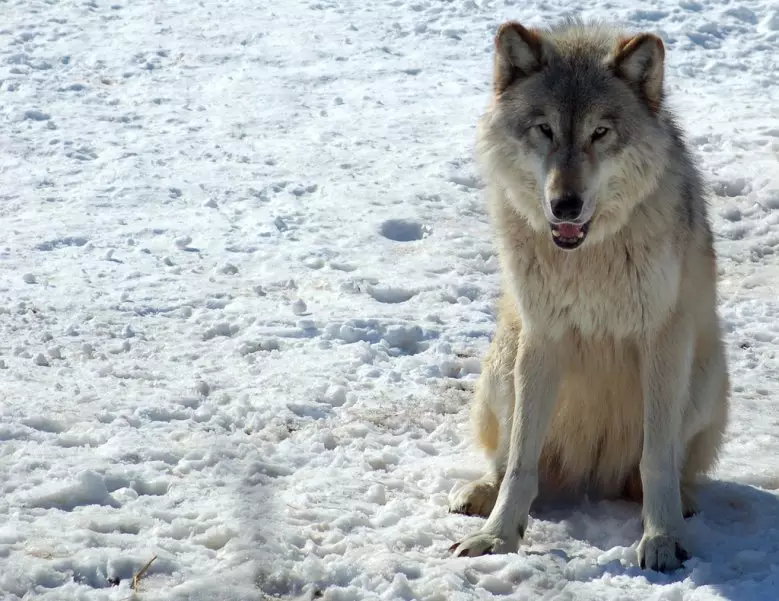 Queres disparar en lobos?