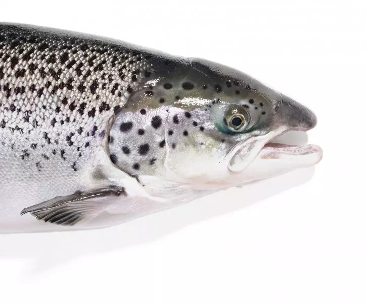 Genno-Modified Salmon ஸ்டோர் அலமாரிகளில் ஊடுருவி வருகிறது?