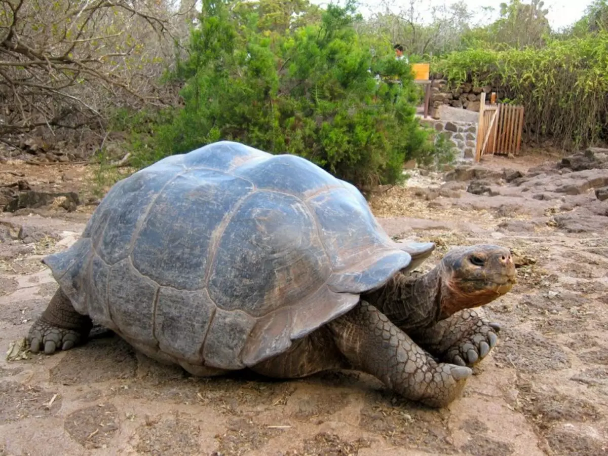 Schildkröter-Aggressor.