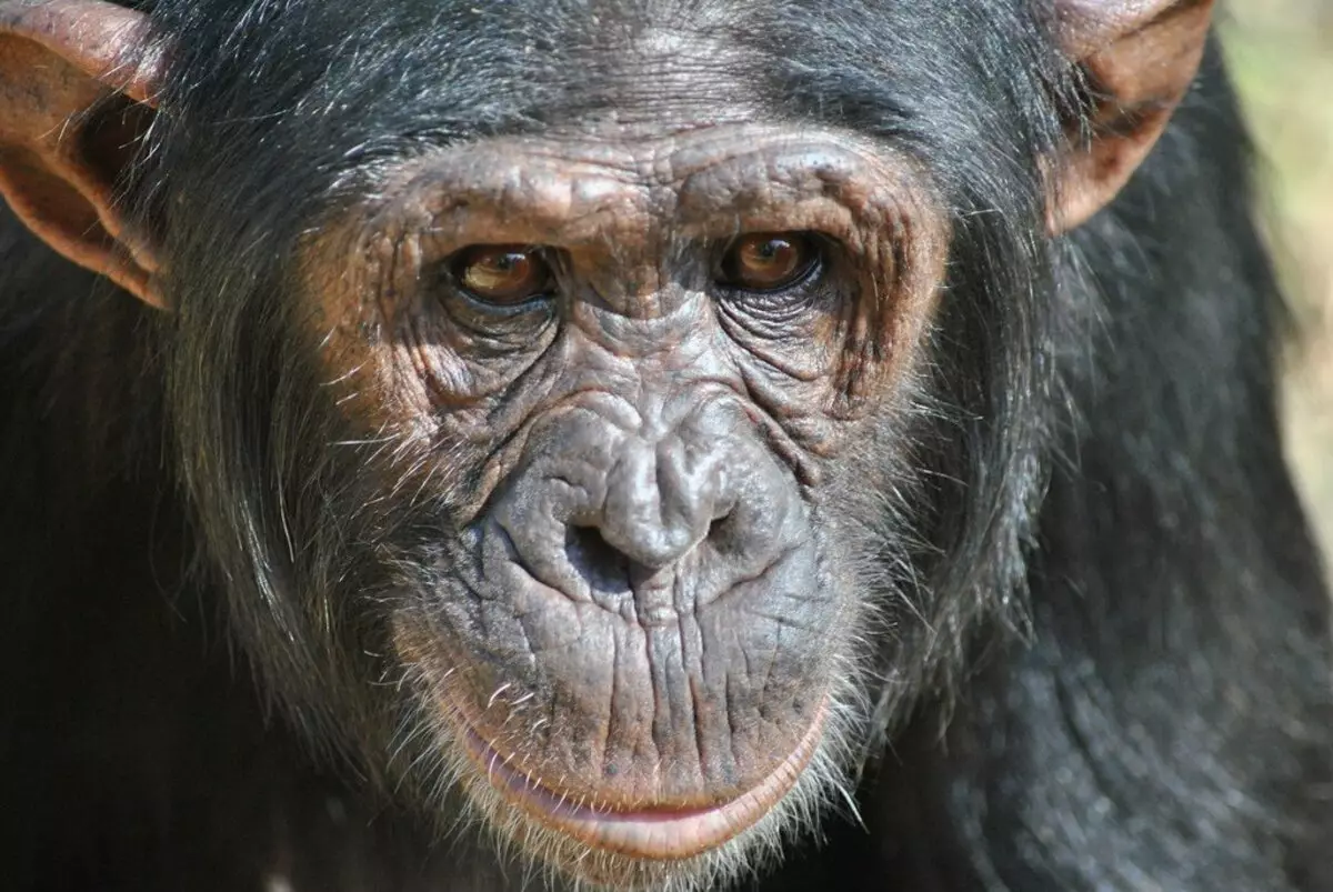 Kuki Chimpanzees idakunda drone