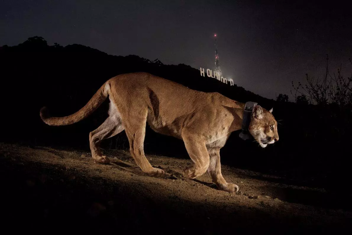 Ευρεία puma που βρέθηκε στο υπόγειο ενός κτιρίου κατοικιών