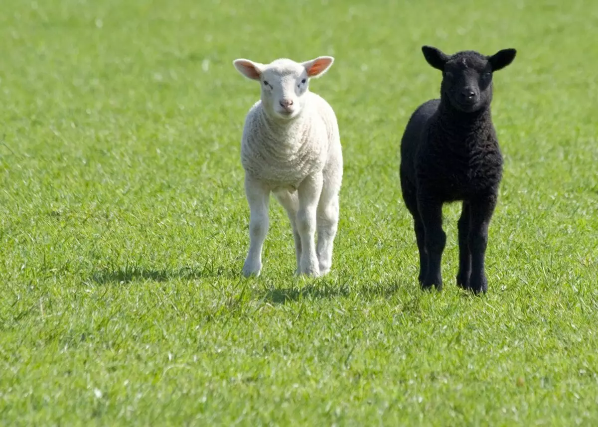 In Island fand eine 24-Stunden-Übertragung der Geburt eines Lamms statt