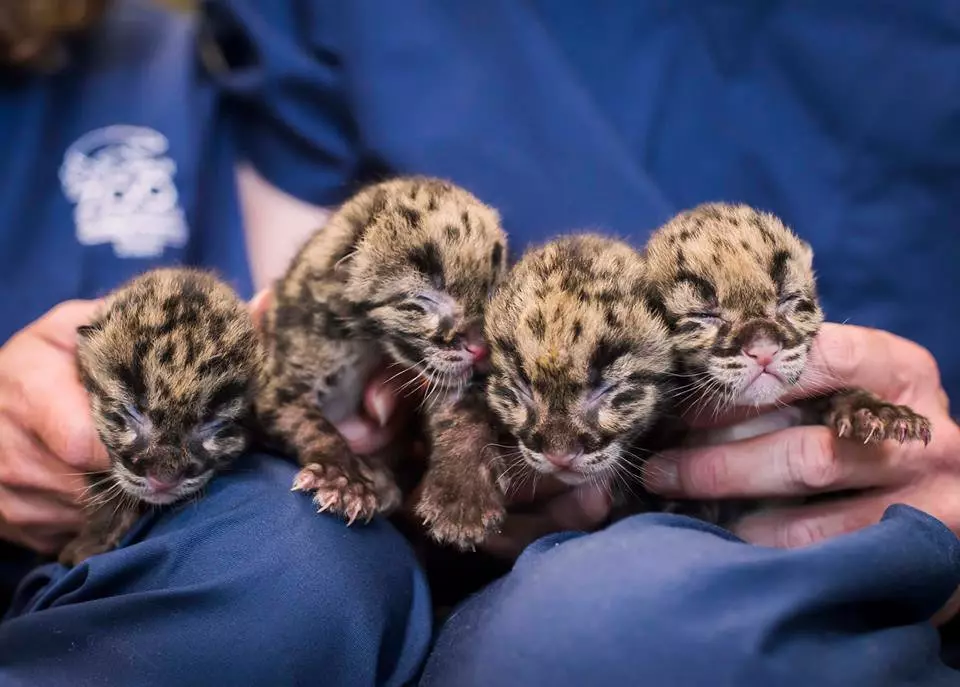 Fire røgfyldte leoparder blev født i zoologisk have