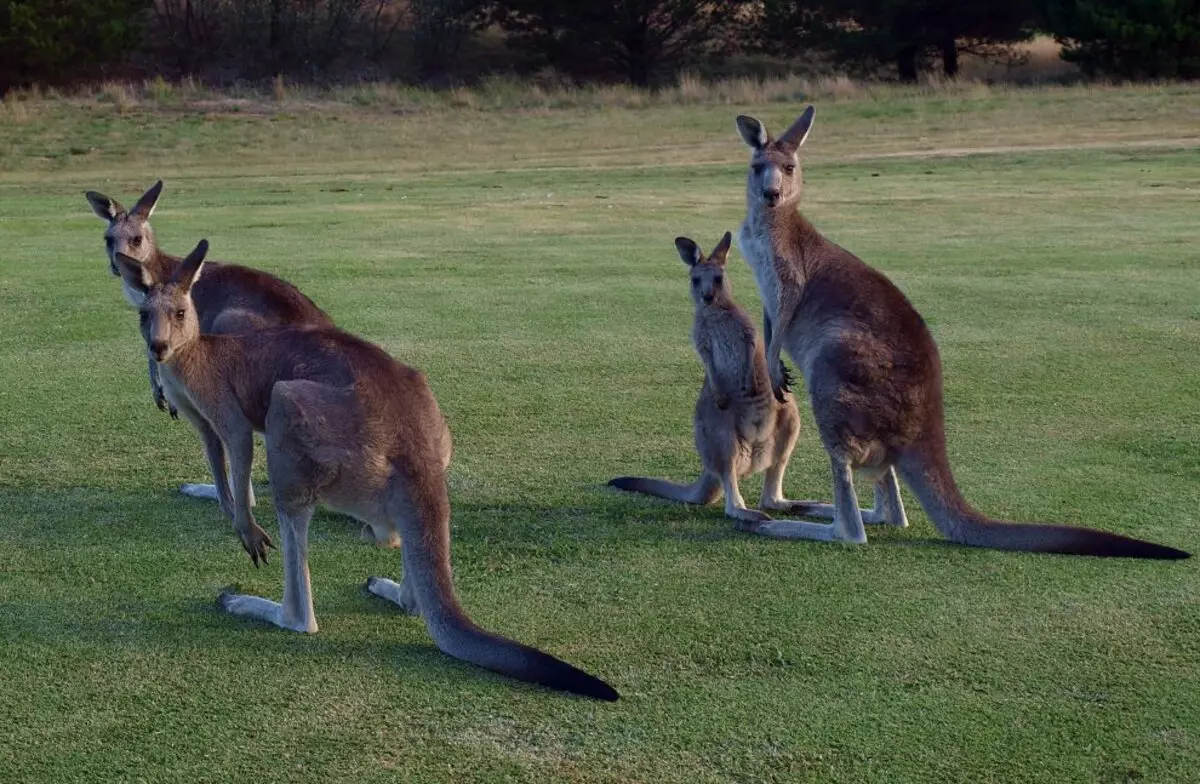 Aggressive kenguruer skremmer innbyggerne i Brisbane