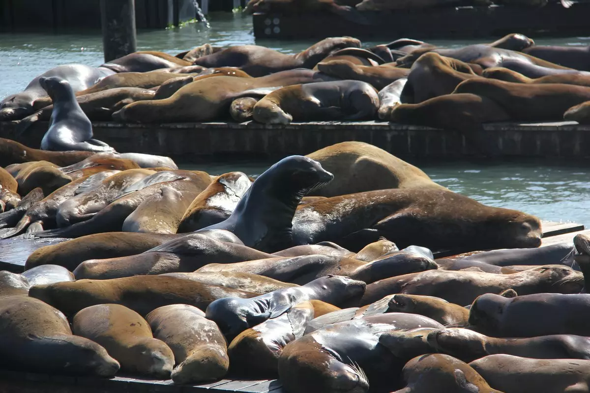 Kesulitan Palsu melawan Sea Lions: Siapa yang akan menang?