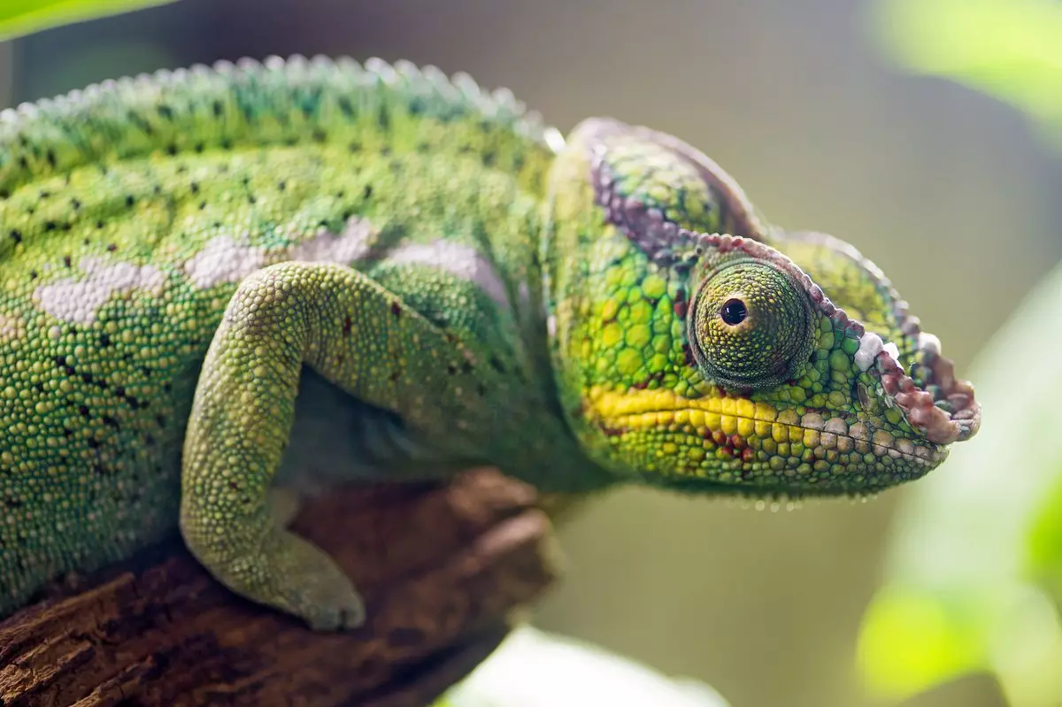 N'okpuru obodo Panther Chameleons, zoro ụdị dị iche iche dị iche iche