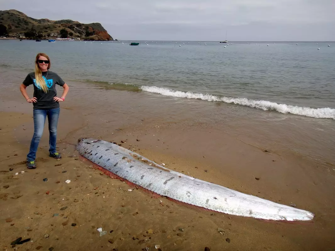 Four-meter "Marine Snake" jumped ashore