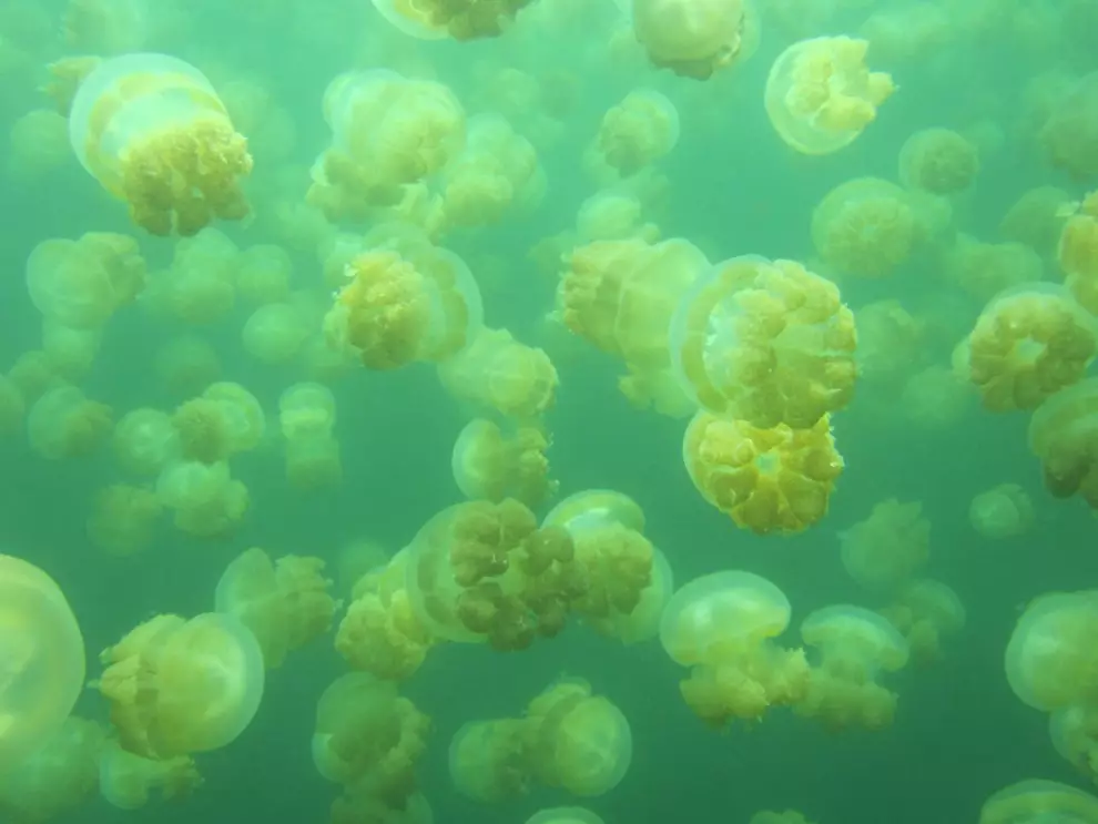 Video: Million jellyfish a daya lake