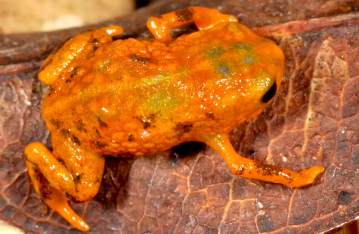 7 Nové mini žáby nalezené v Brazílii