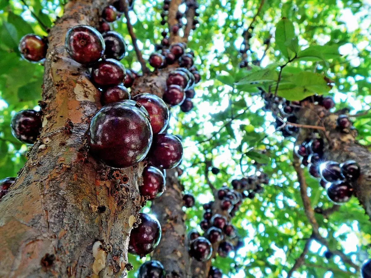 Brazilský strom roste ovoce na kufru
